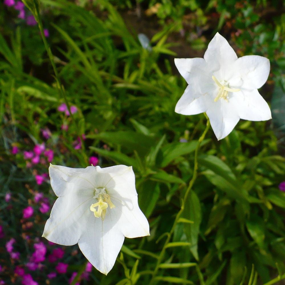 Bellflowers: Plant Care and Collection of Varieties - Garden.org