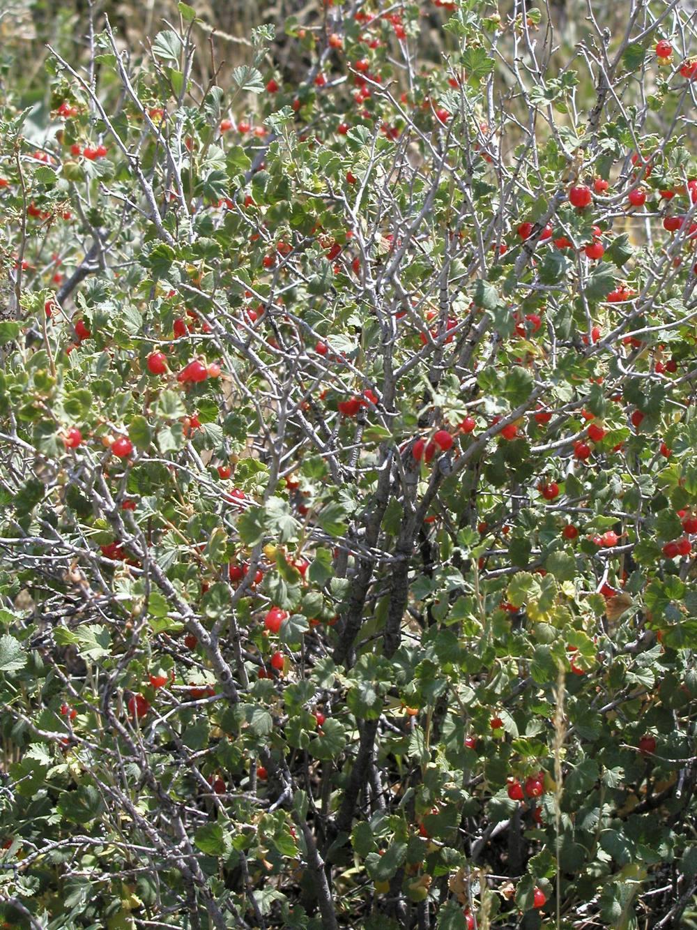 Wax Currant (Ribes cereum) in the Currants and Gooseberries Database ...