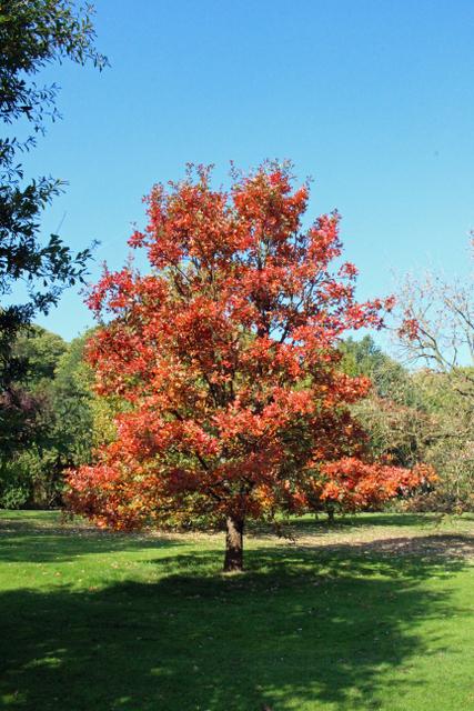 Photo of the entire plant of Post Oak (Quercus stellata) posted by ...