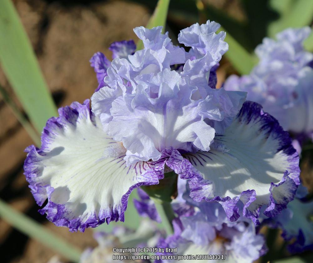 Photo of the bloom of Tall Bearded Iris (Iris 'Thread the Needle') posted by ARUBA1334 - Garden.org