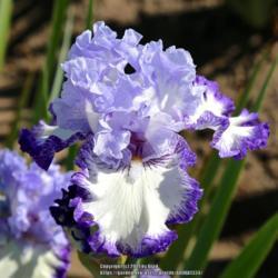 Tall Bearded Iris (Iris 'Thread the Needle') in the Irises Database ...