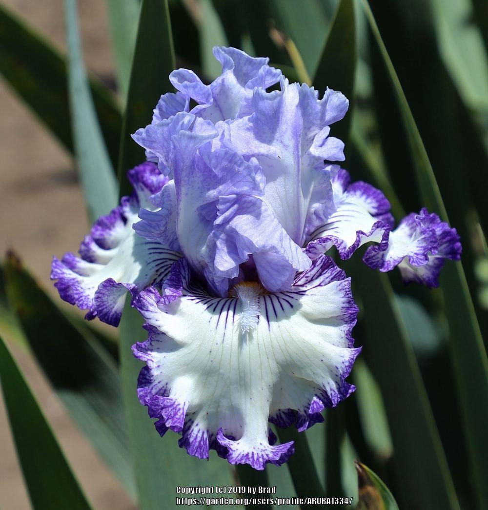 Tall Bearded Iris (Iris 'Thread the Needle') in the Irises Database ...