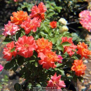 Rose (Rosa 'Laura Bush') in the Roses Database - Garden.org