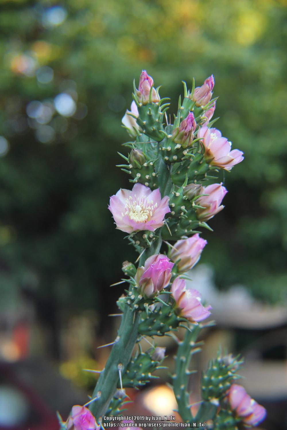 Chollas: Plant Care and Collection of Varieties - Garden.org