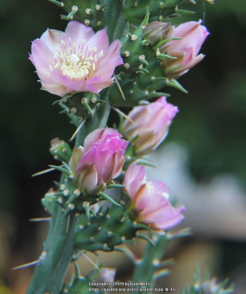 Chollas: Plant Care and Collection of Varieties - Garden.org