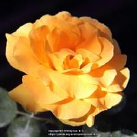 Rose (Rosa 'Vavoom') in the Roses Database - Garden.org