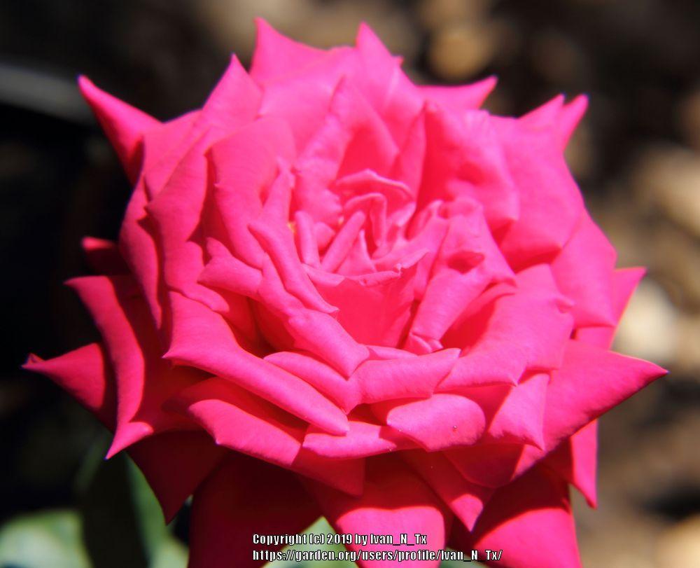Photo of the bloom of Rose (Rosa 'First Prize') posted by Ivan_N_Tx ...