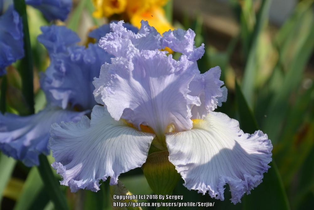 Photo of the bloom of Tall Bearded Iris (Iris 'Fancy Stuff') posted by ...