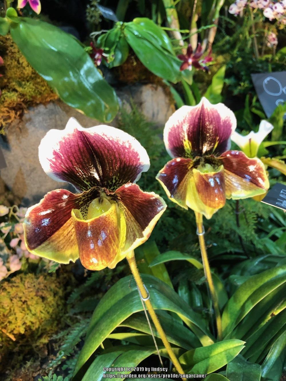Orchid (Paphiopedilum Ali Taba) - Garden.org