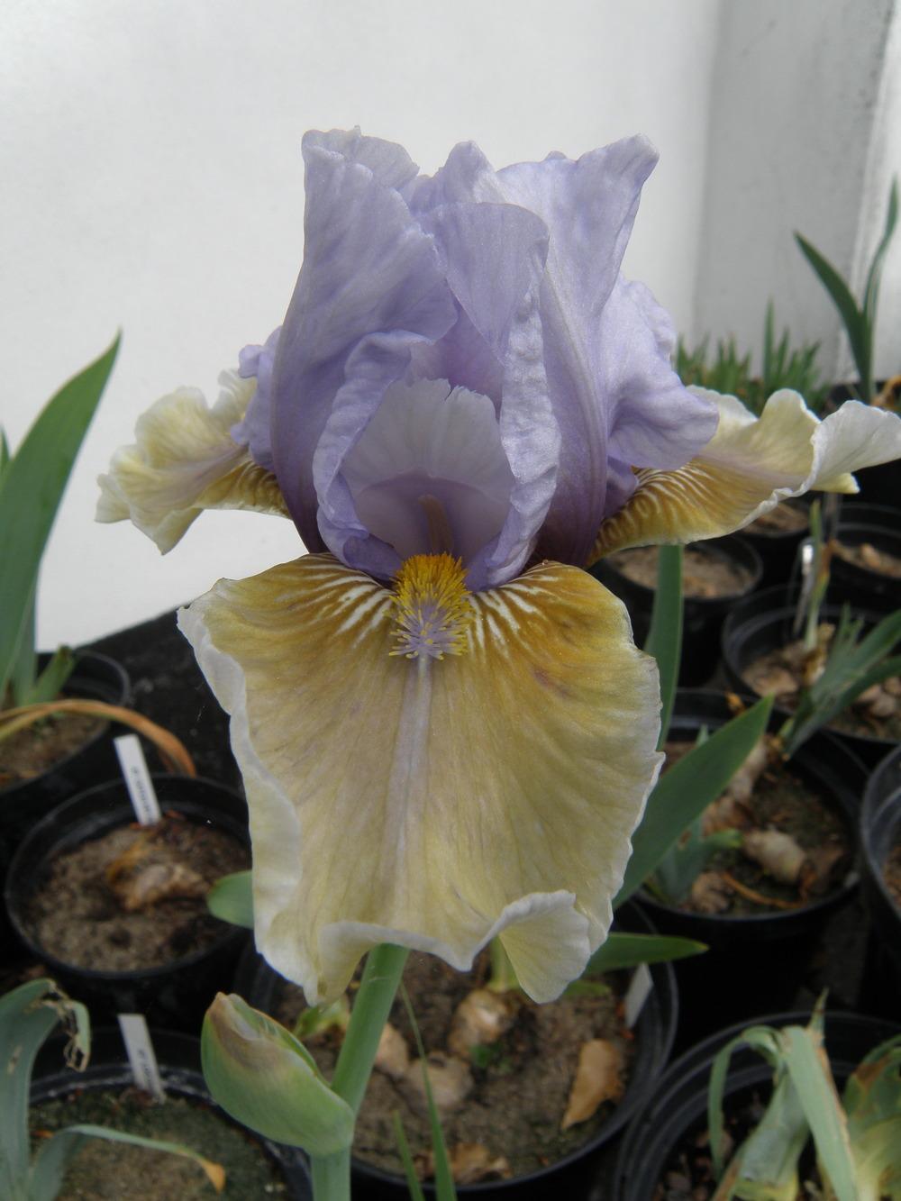 Intermediate Bearded Iris (Iris 'Captain Indigo') in the Irises ...