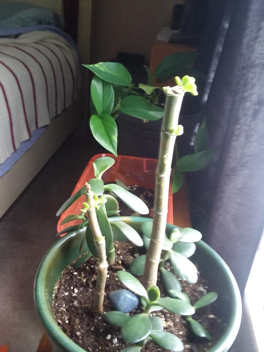 Jade trunk with no leaves in the Ask a Question forum - Garden.org