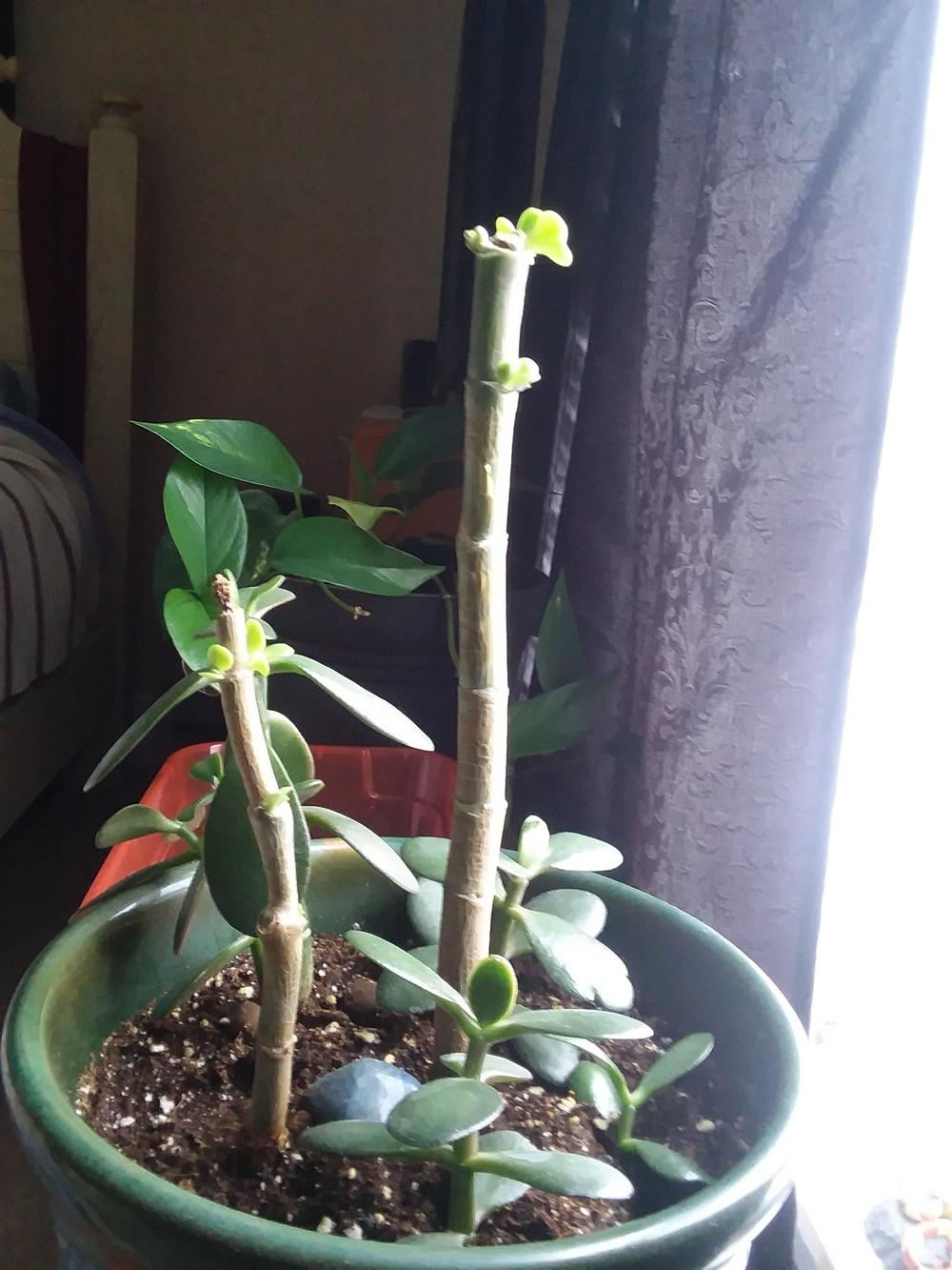 Jade trunk with no leaves in the Ask a Question forum - Garden.org