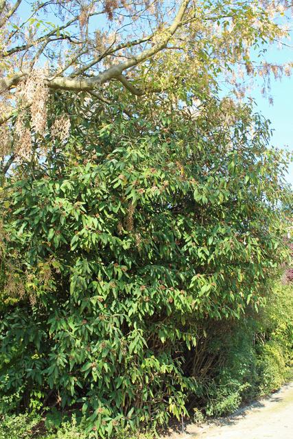 Viburnums: Plant Care and Collection of Varieties - Garden.org