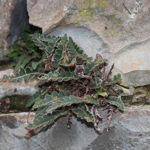 Rustyback Fern (Asplenium ceterach) - Garden.org