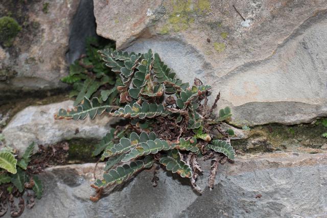 Rustyback Fern (Asplenium ceterach) - Garden.org