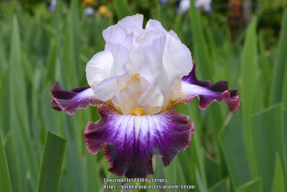 Tall Bearded Iris (Iris 'Edge of Heaven') in the Irises Database ...
