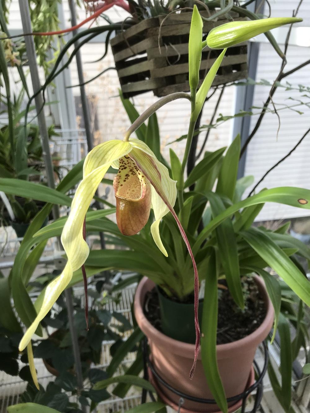 Photo of the bloom of Orchid (Phragmipedium Grande) posted by Ursula ...