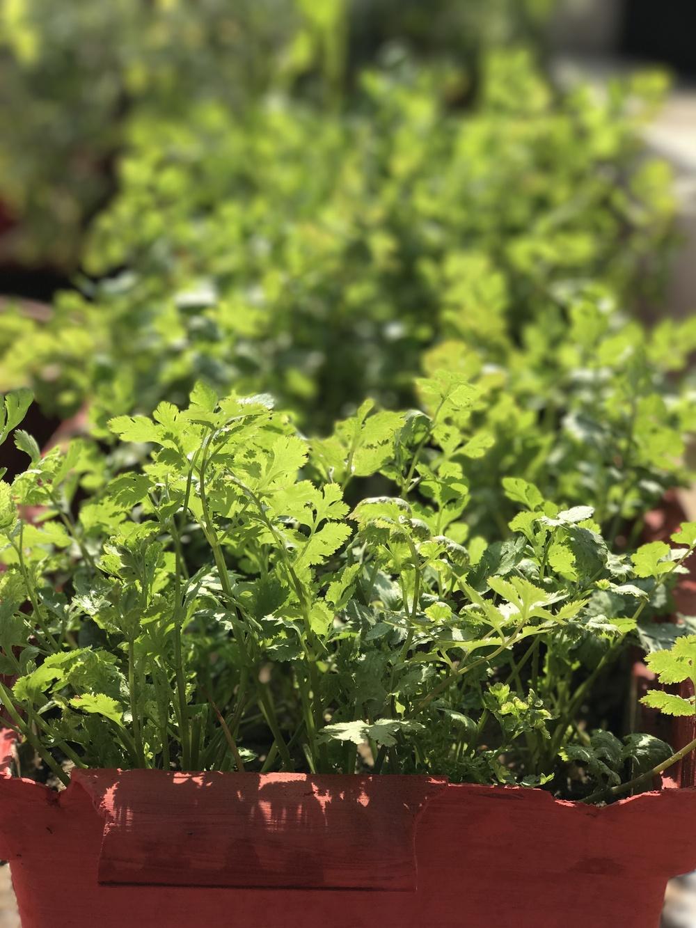 Cilantros: Plant Care and Collection of Varieties - Garden.org