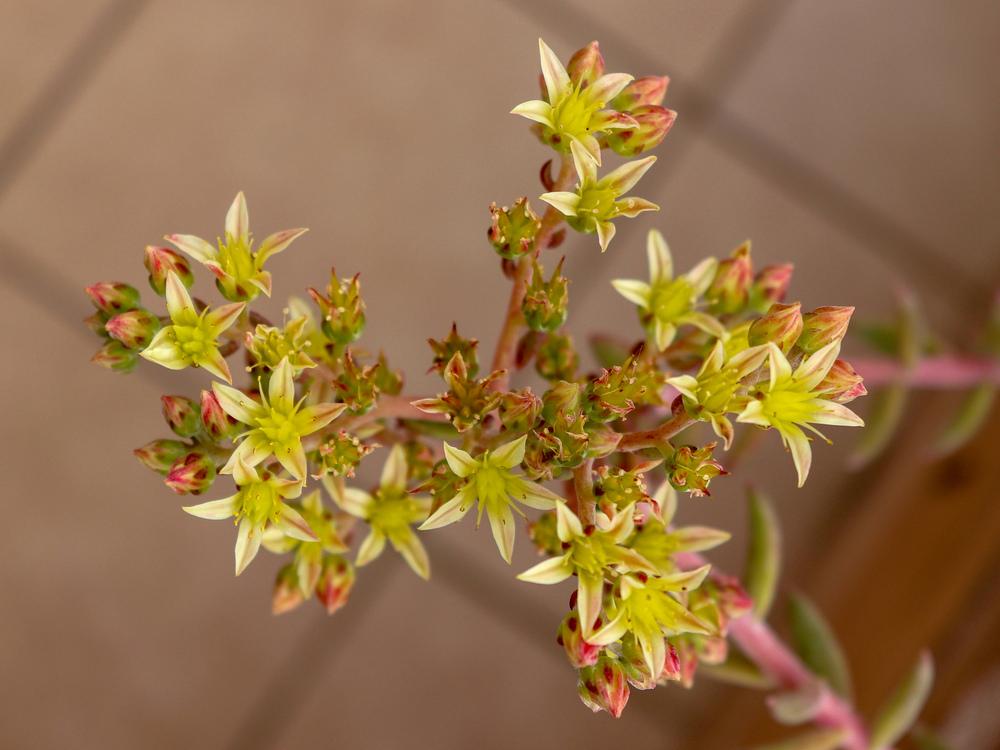 Dudleyas: Plant Care and Collection of Varieties - Garden.org