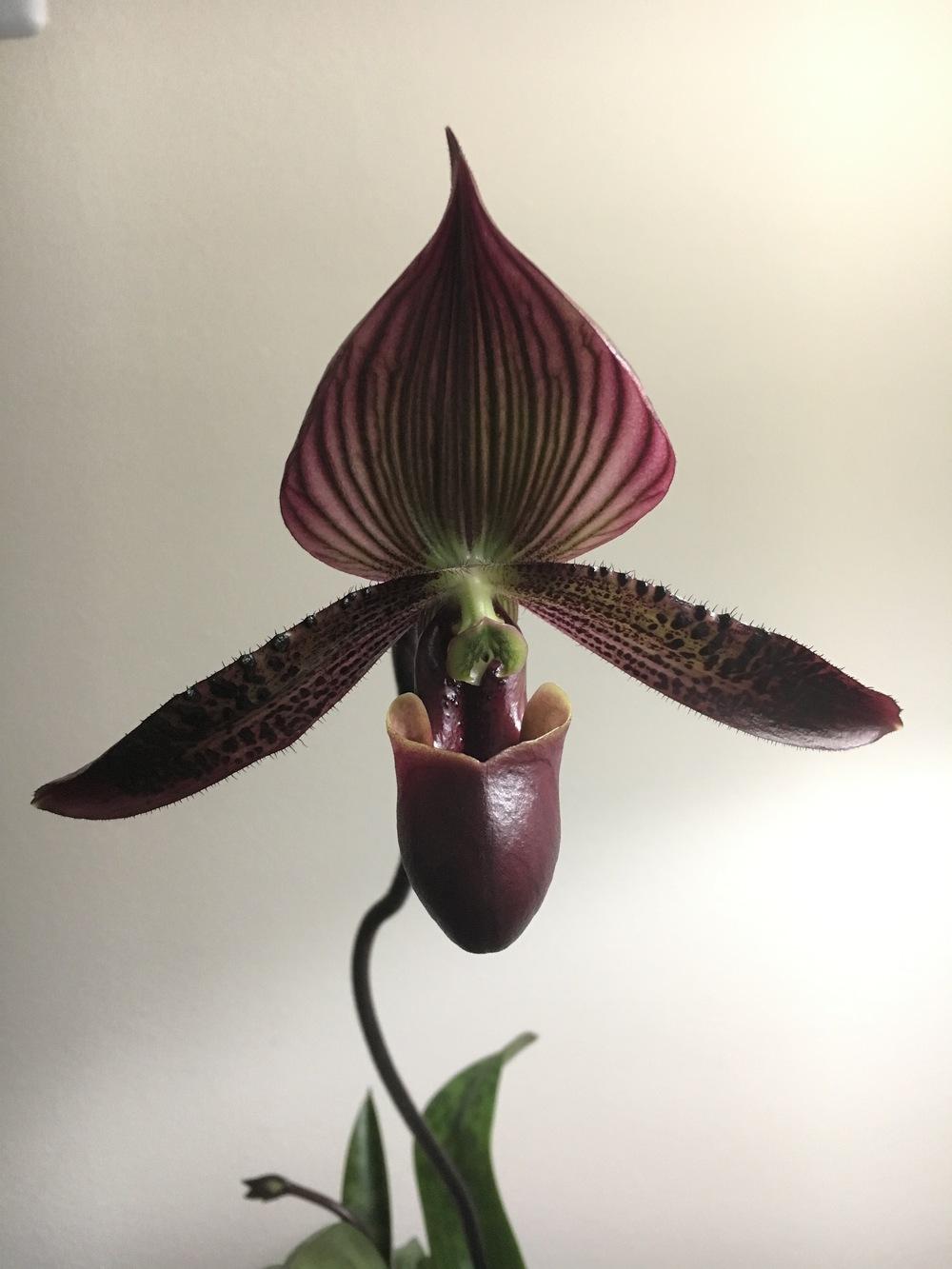 Orchid (Paphiopedilum Hsinying Alien) - Garden.org