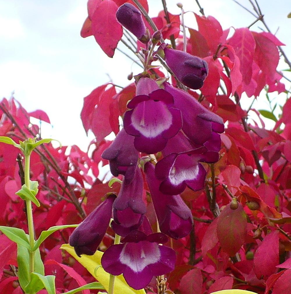 Penstemons: Plant Care and Collection of Varieties - Garden.org
