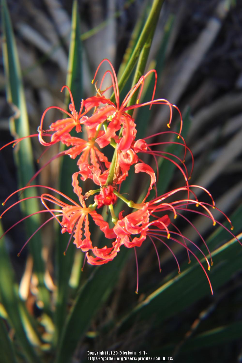 Surprise Lilies (Lycoris): Plant Care and Collection of Varieties ...