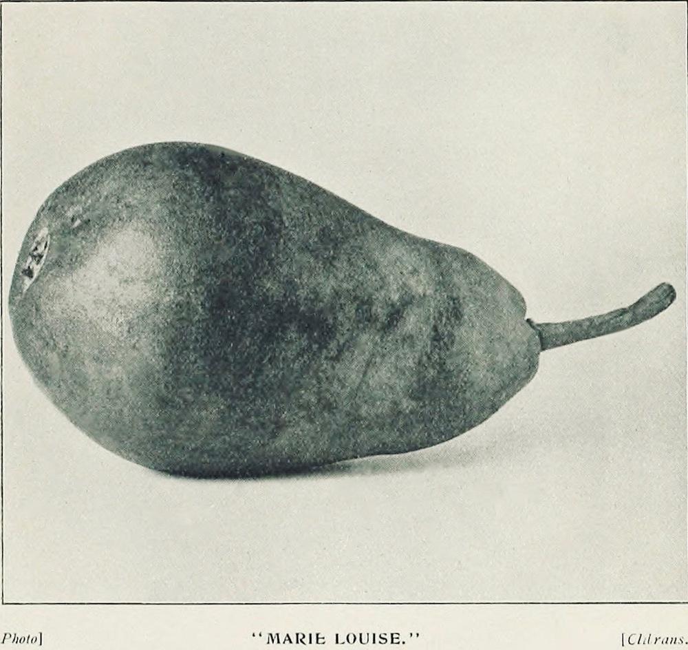 Pear (Pyrus communis 'Marie-Louise') in the Pears Database - Garden.org