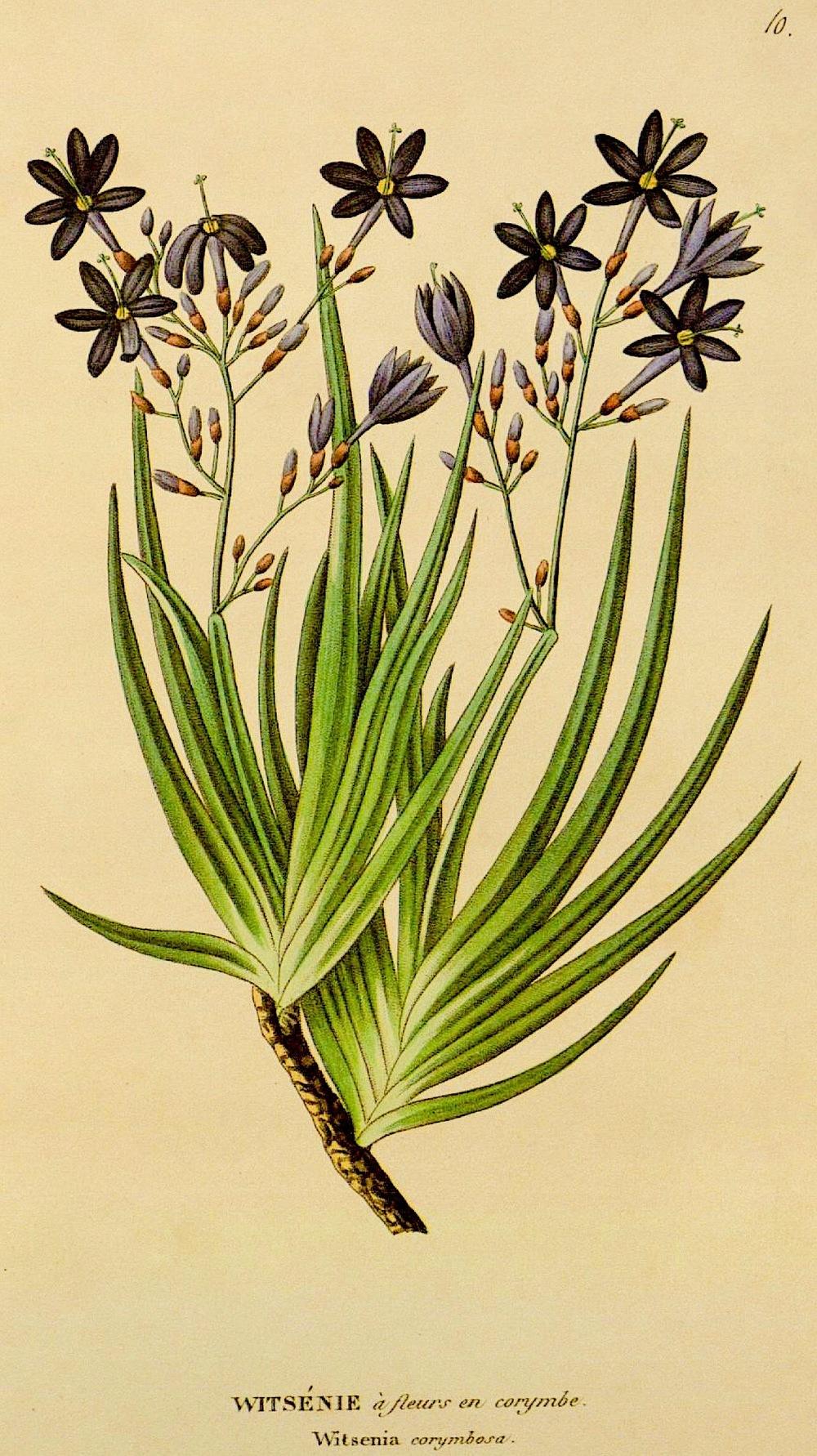 Blue Stars (Nivenia corymbosa) - Garden.org