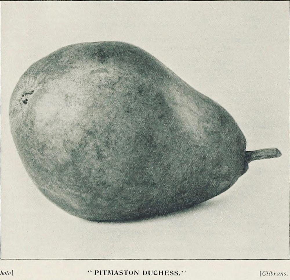 Pears: Plant Care and Collection of Varieties - Garden.org