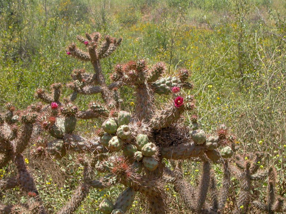 Chollas: Plant Care and Collection of Varieties - Garden.org