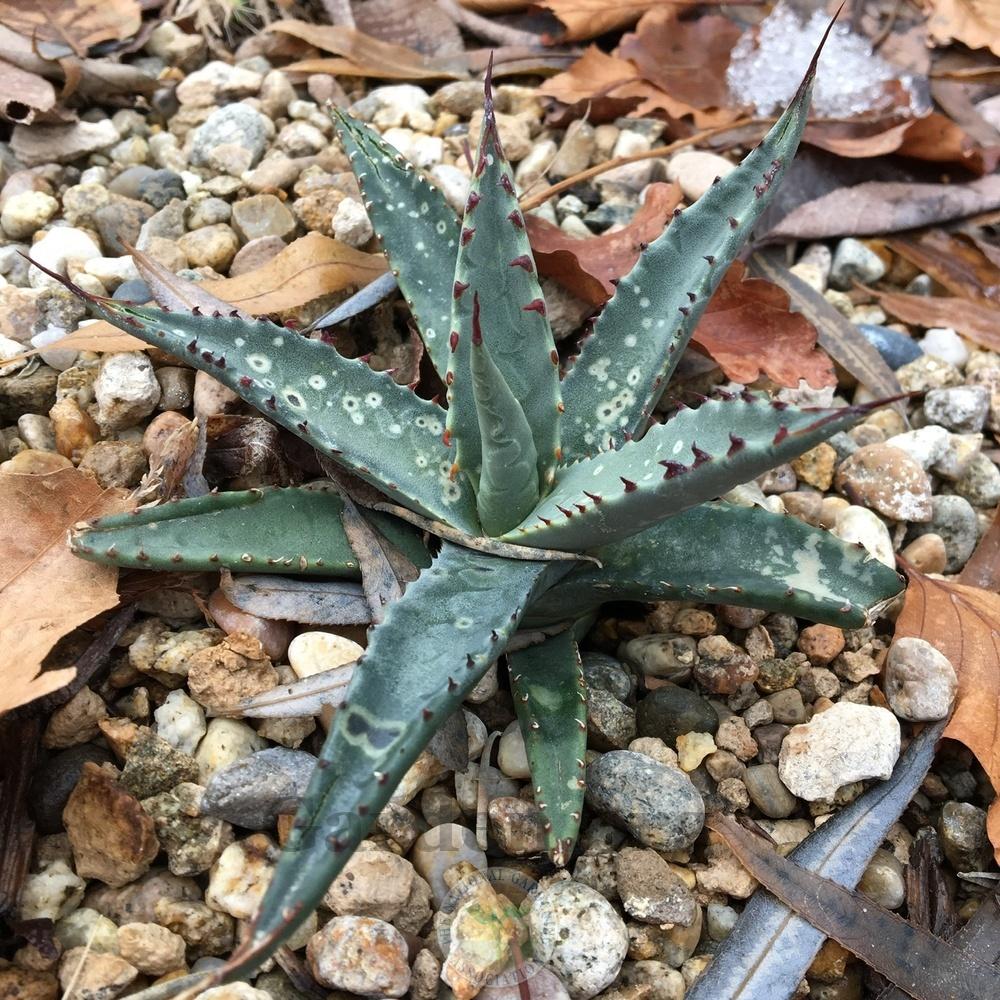 Golden-Flowered Agave (Agave chrysantha 'Sedona Form') in the Agaves ...