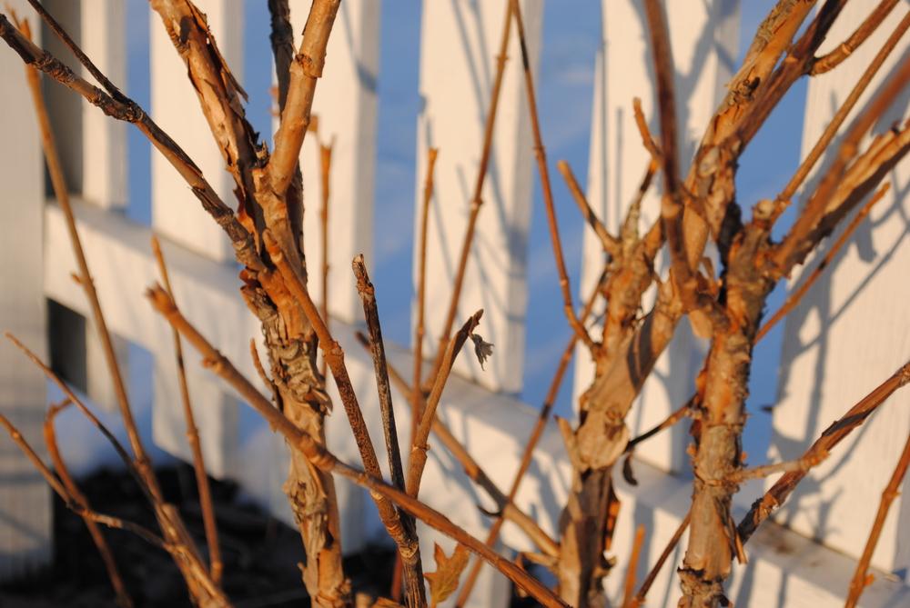 Photo of the stem, scape, stalk or bark of Oakleaf Hydrangea (Hydrangea ...