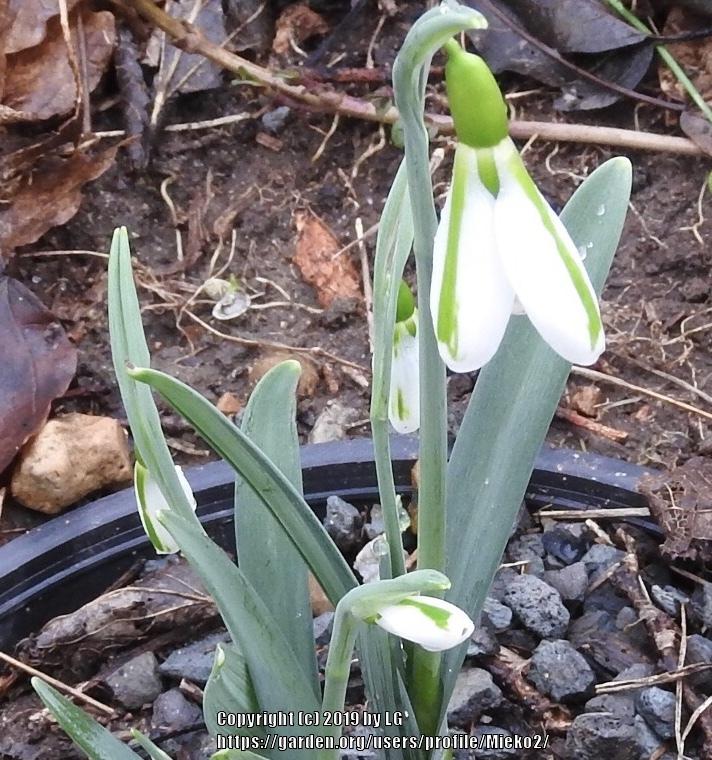 Snowdrops: Plant Care and Collection of Varieties - Garden.org