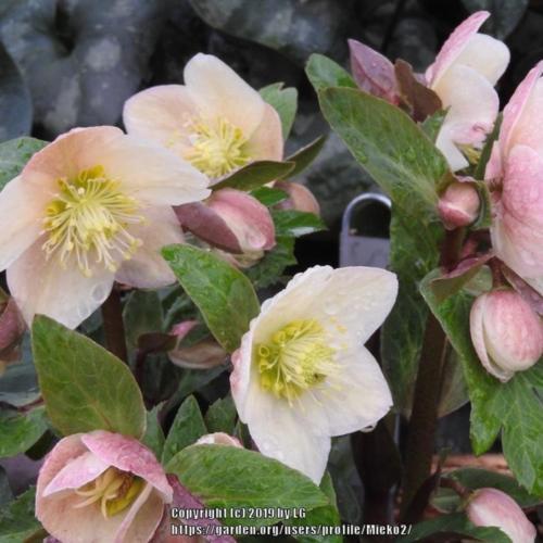 Hellebore (Helleborus Gold Collection® Snow Dance) in the Hellebores ...