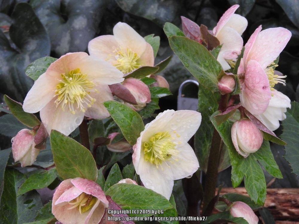 Hellebore (Helleborus Gold Collection® Snow Dance) in the Hellebores ...