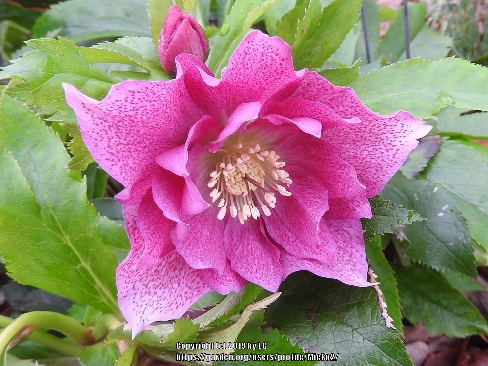 Hellebore (Helleborus x hybridus Spring Promise® Elly) in the ...