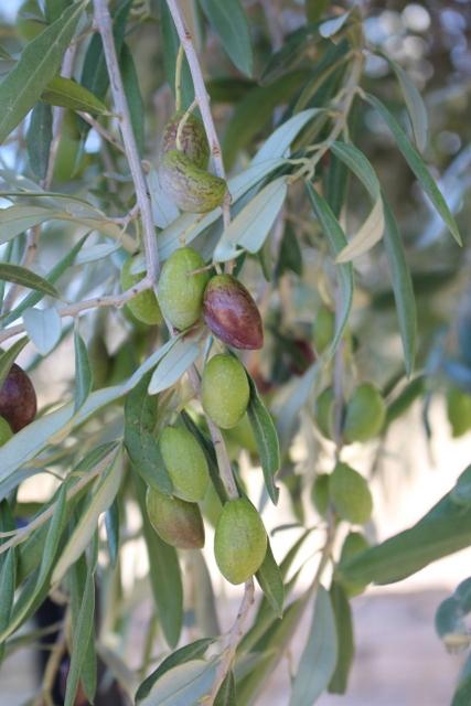 Olive Tree (Olea europaea) - Garden.org