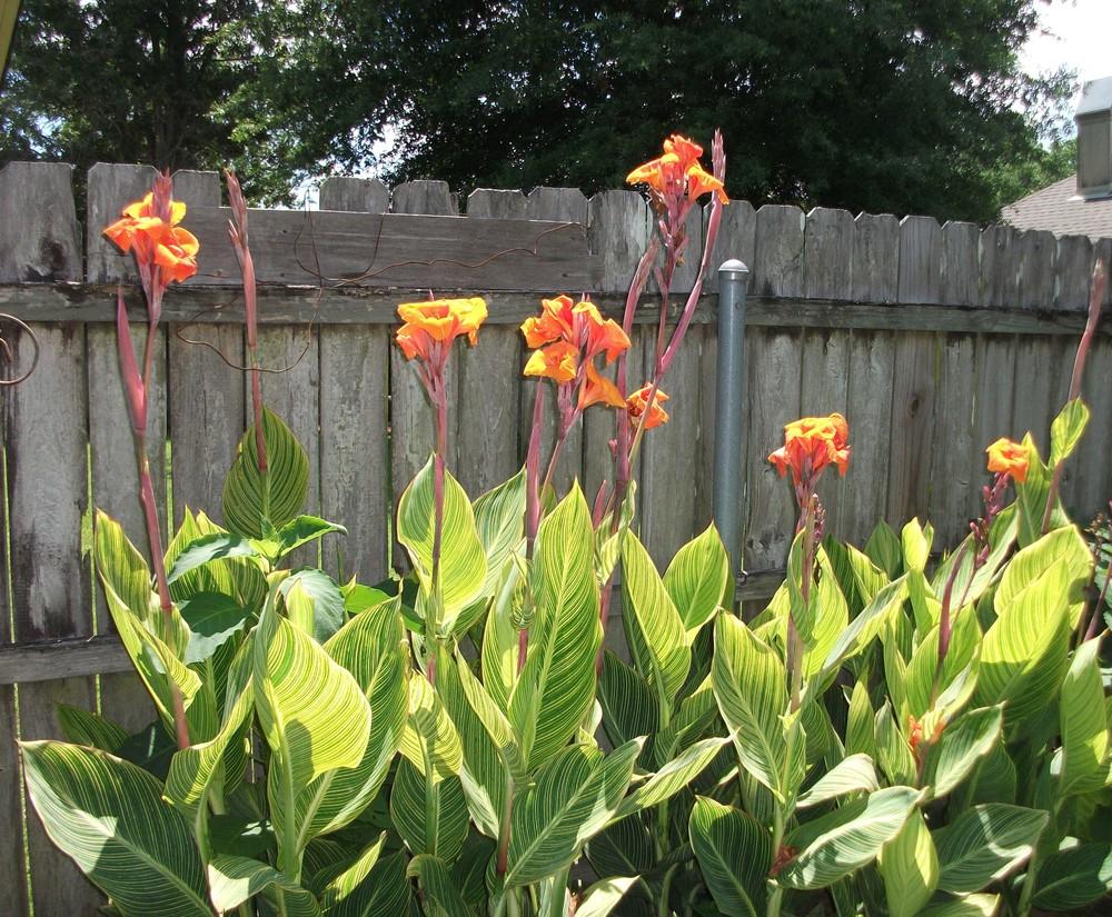 Photo of the entire plant of Canna Lily (Canna 'Pretoria') posted by ...
