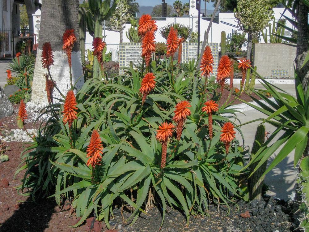 Krantz Aloe (Aloe arborescens) in the Aloes Database - Garden.org