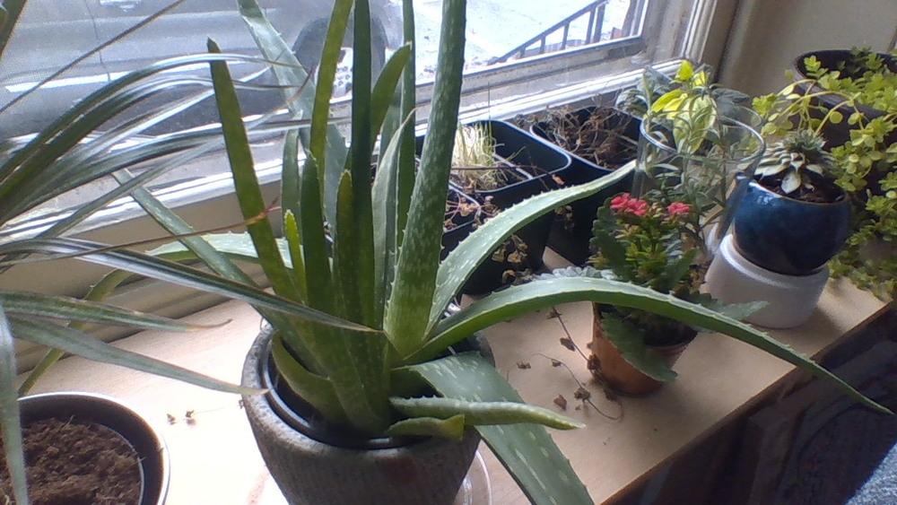 Houseplants gone crazy! Aloes and succulents in the Ask a Question ...