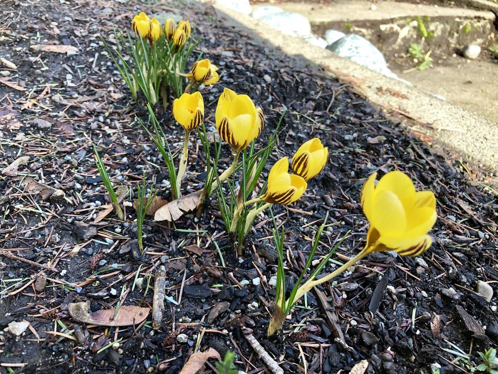 Crocus: Plant Care and Collection of Varieties - Garden.org