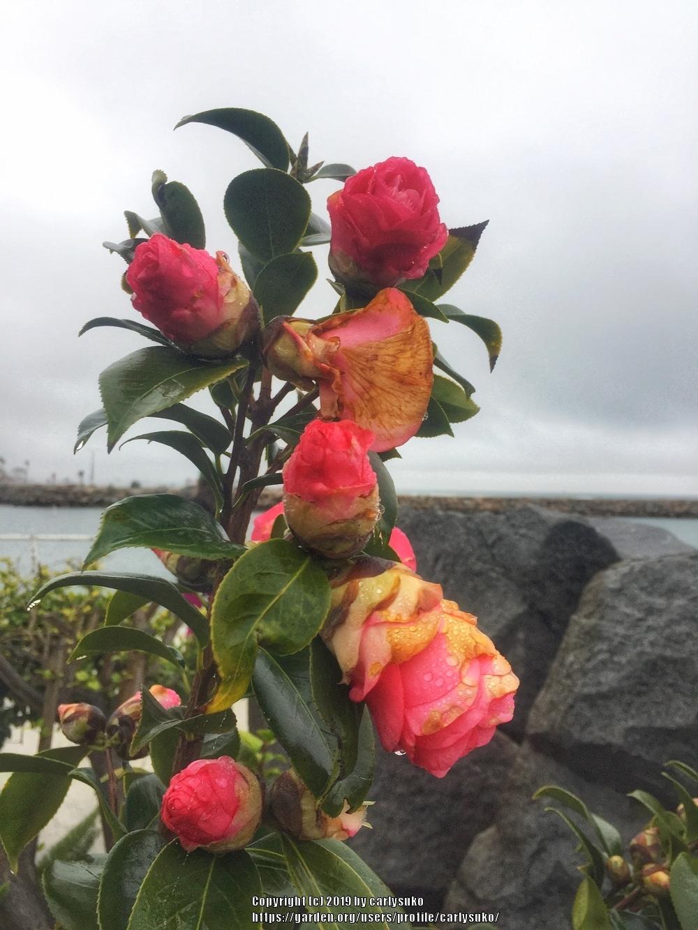 Camellias: Plant Care and Collection of Varieties - Garden.org