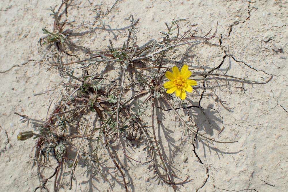 Launaea fragilis - Garden.org