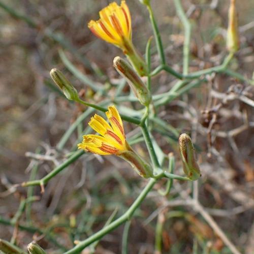 Launaea arborescens - Garden.org