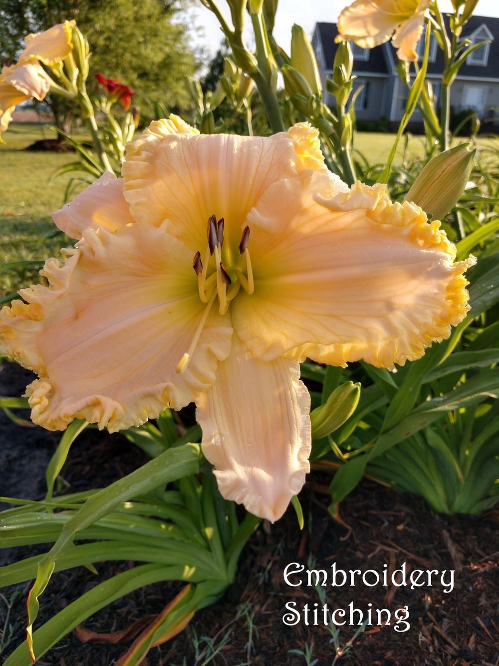 Daylily (Hemerocallis 'Embroidery Stitching') in the Daylilies Database - Garden.org