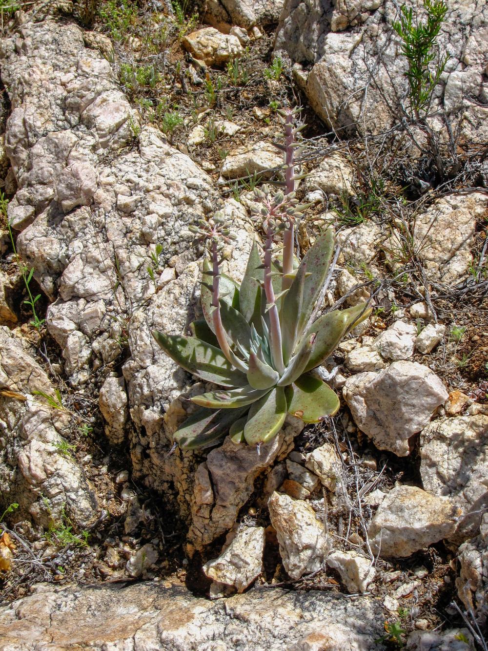 Dudleyas: Plant Care and Collection of Varieties - Garden.org