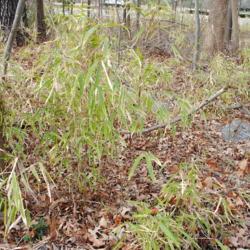 Photo of the habitat view of Switch Cane (Arundinaria tecta) posted by ...