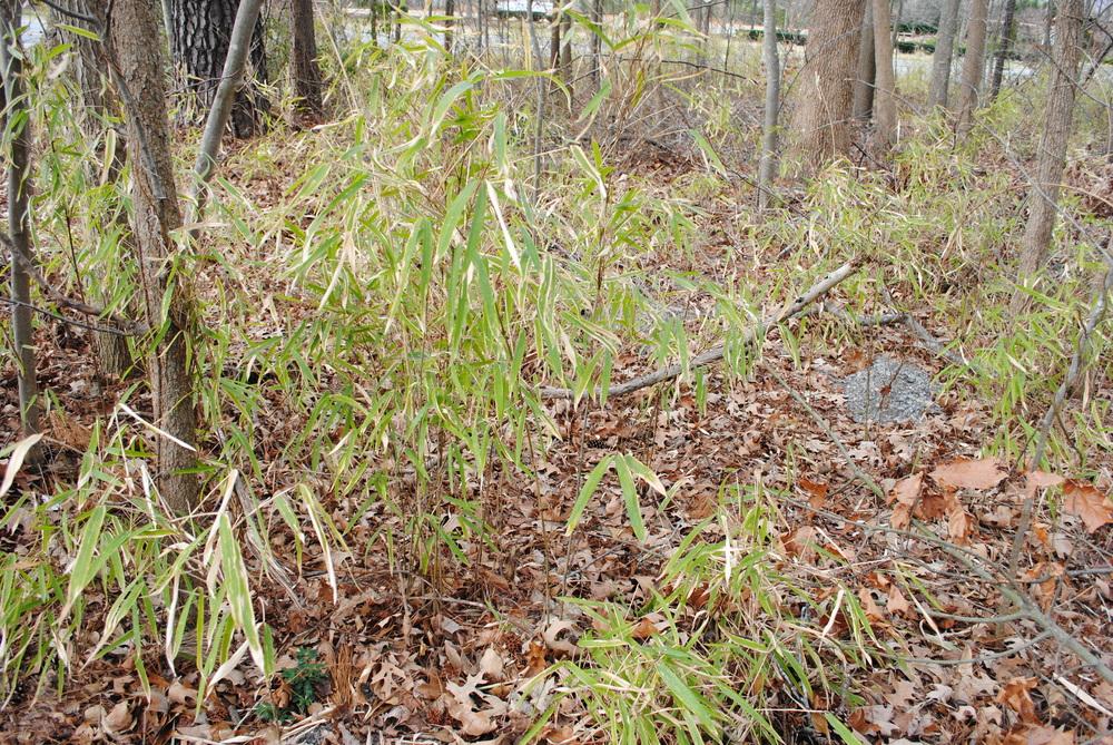 Photo of the entire plant of Switch Cane (Arundinaria tecta) posted by ...