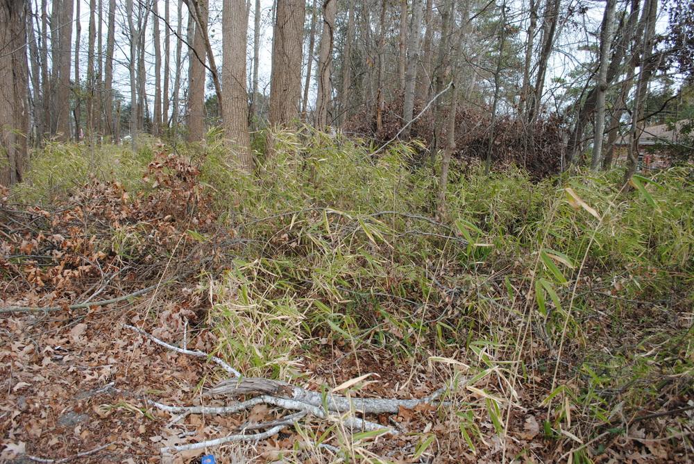 Photo of the habitat view of Switch Cane (Arundinaria tecta) posted by ...