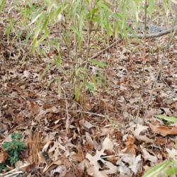 Photo of the habitat view of Switch Cane (Arundinaria tecta) posted by ...